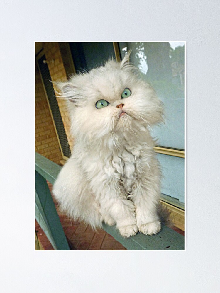 Póster «Princesa Kendra ~ Date prisa y toma la foto, porque necesito ...