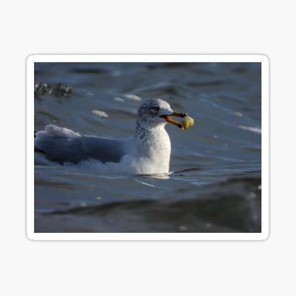 JacobPMcE Shop | Redbubble