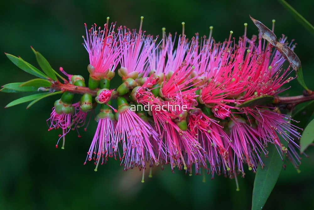 "Callistemon Pink Alma" by andrachne | Redbubble