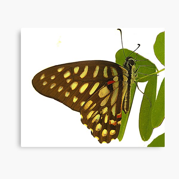 High_key Gifts & Merchandise | Redbubble