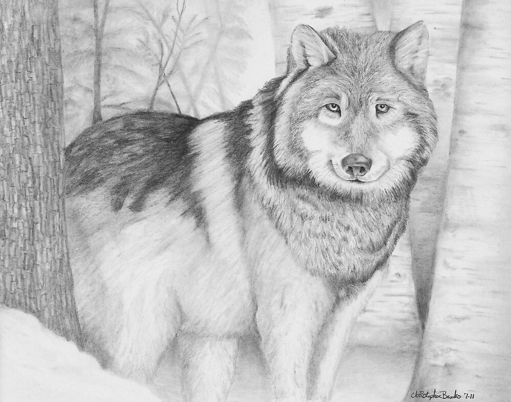 ""Stalwart Guardian" -Wolf in forest" by iLovePencils | Redbubble