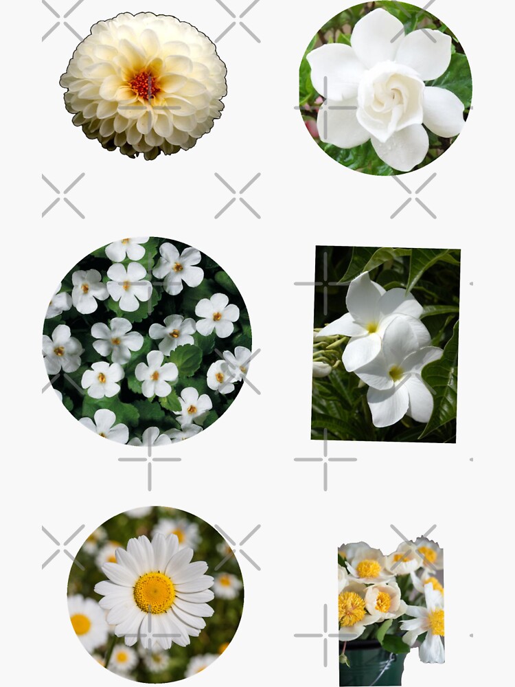 "White Flower Sticker Pack" Sticker by niawaker1 | Redbubble