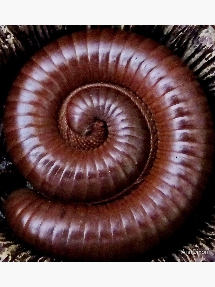 "A Curled Giant African Train Millipede" Poster for Sale by AnnDixon ...