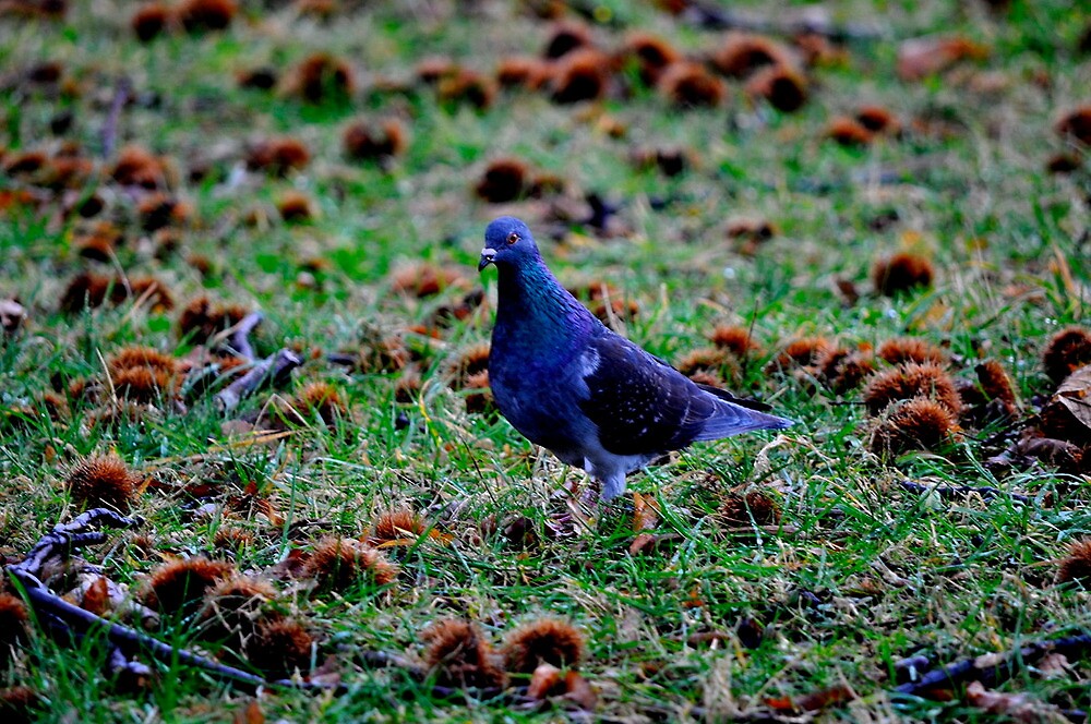 "Paloma azul ..................................." by cieloverde | Redbubble