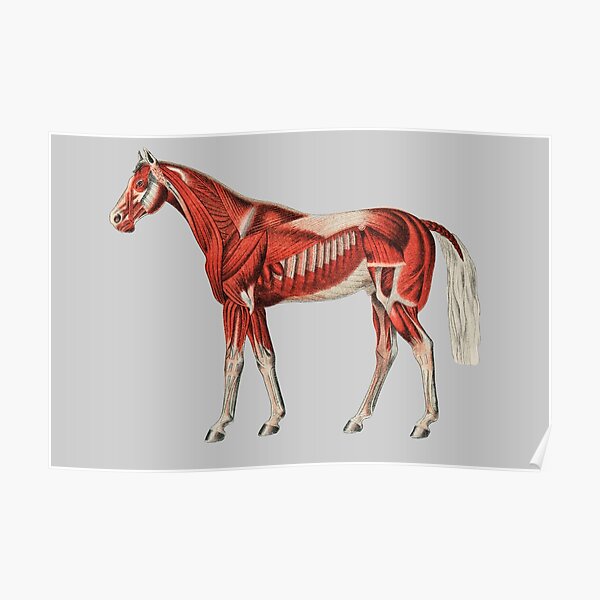 "Horse Skeleton Muscles" Poster by flamin-galah | Redbubble