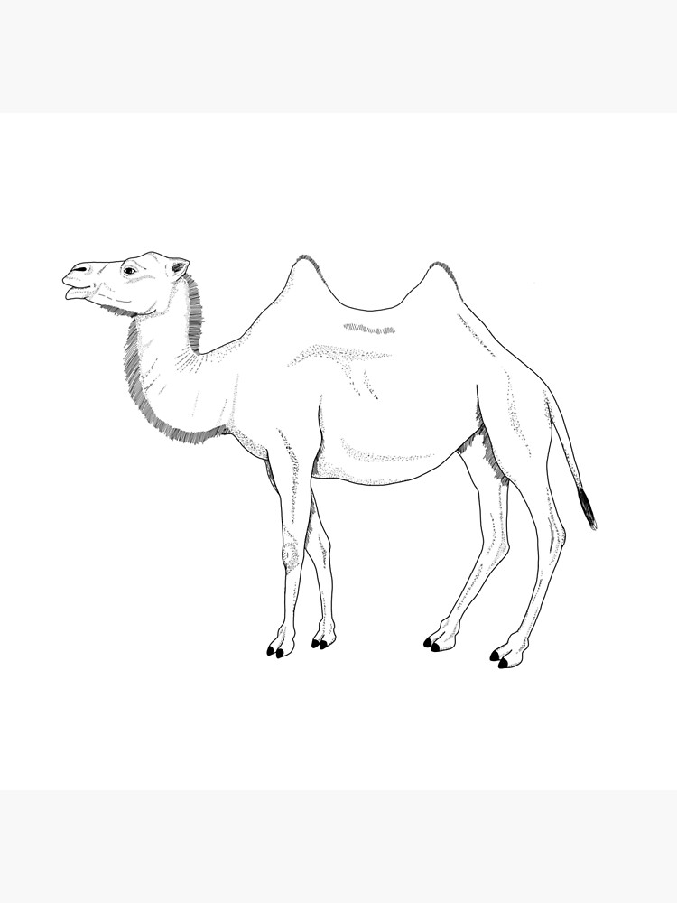"Camel Line Drawing" Poster by reneenort5 | Redbubble