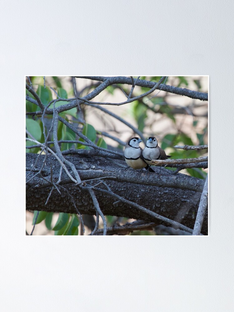 "Seeing Double " Poster for Sale by MargsNaturePix | Redbubble