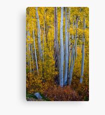 Aspen Trees: Canvas Prints | Redbubble