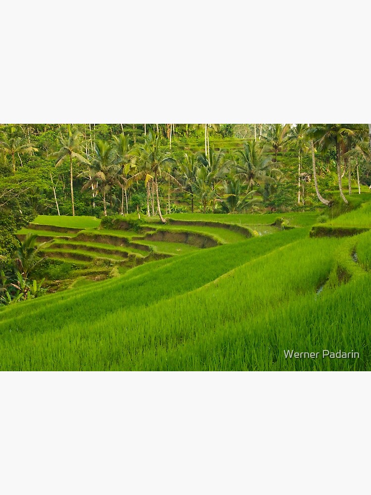 "Tiered Rice Fields" Poster for Sale by fotoWerner | Redbubble