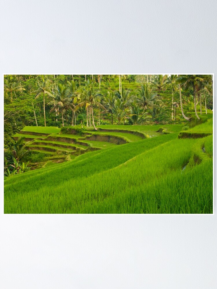 "Tiered Rice Fields" Poster for Sale by fotoWerner | Redbubble