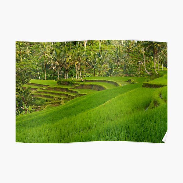 "Tiered Rice Fields" Poster for Sale by fotoWerner | Redbubble
