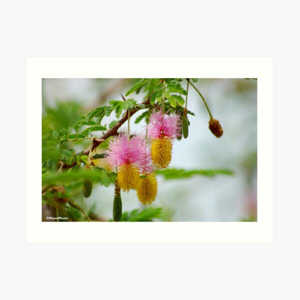 "SICKLE BUSH - SEKEL BOS - Dichrostachys cinerea subsp. africana" Art ...