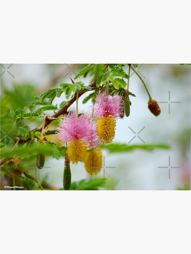 "SICKLE BUSH - SEKEL BOS - Dichrostachys cinerea subsp. africana" Art ...