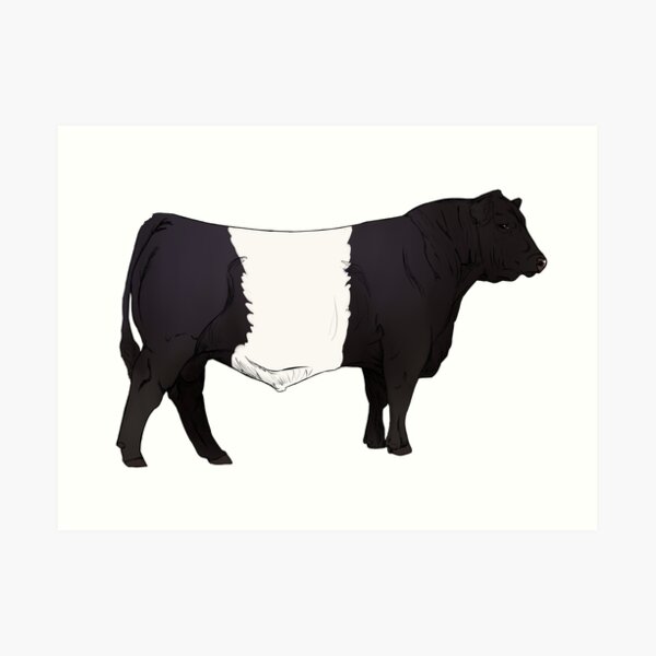 "Belted Galloway Bull" Art Print by mwinter2205 | Redbubble