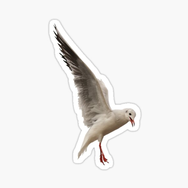 Seagull Stickers | Redbubble