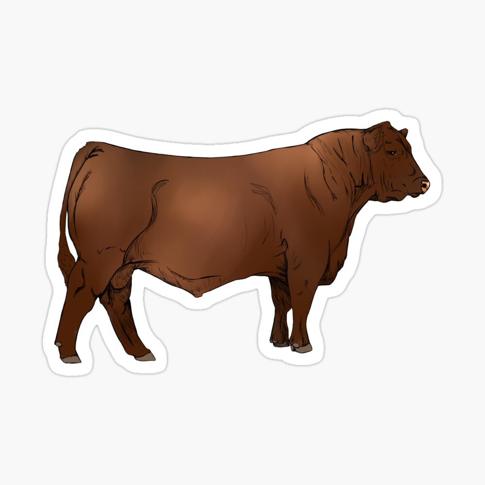 Red Angus Cattle Clipart