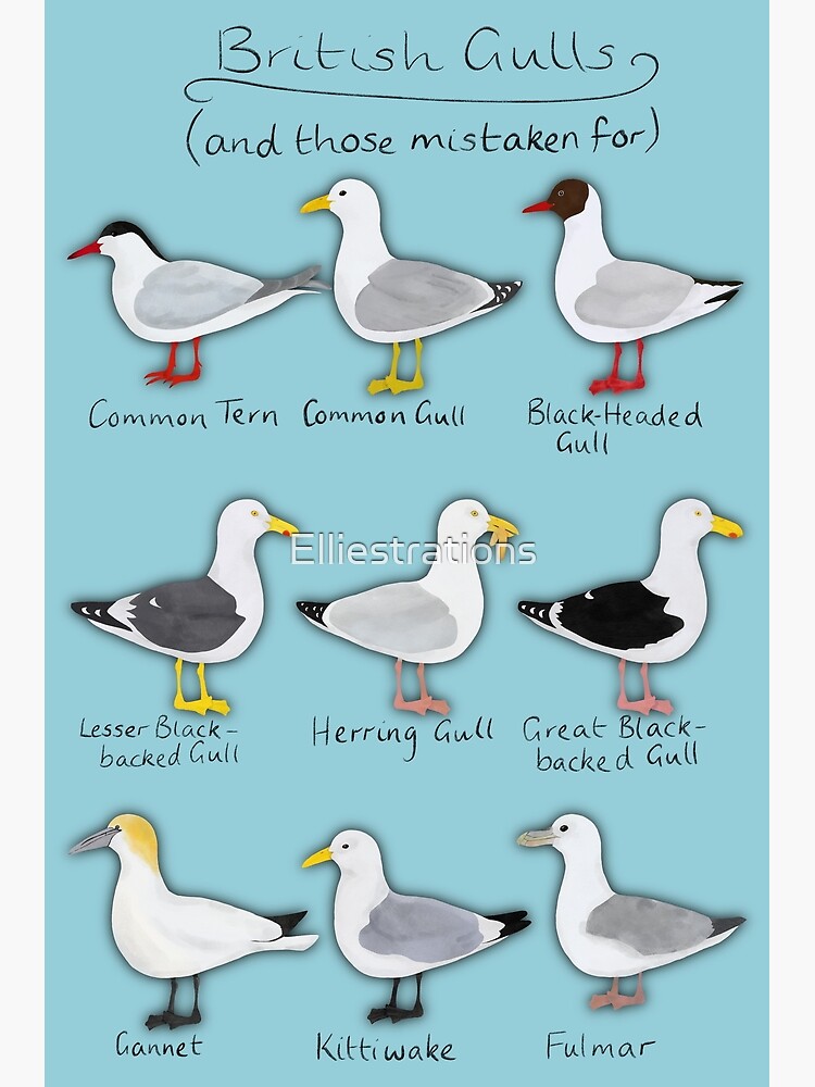 "Gull Guide" Poster for Sale by Elliestrations | Redbubble