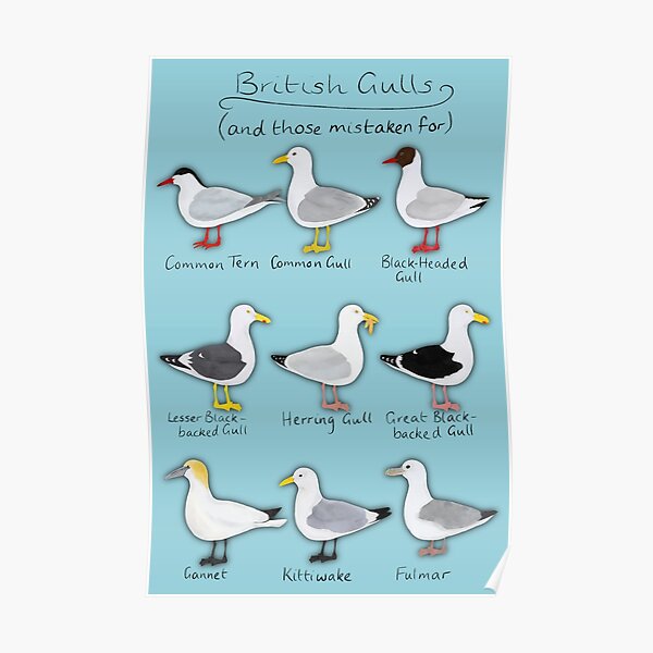 "Gull Guide" Poster for Sale by Elliestrations | Redbubble