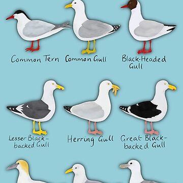 "Gull Guide" Poster for Sale by Elliestrations | Redbubble