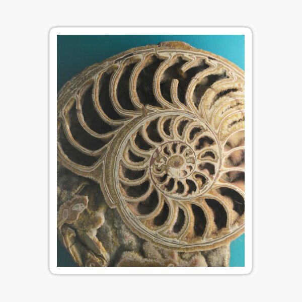 "Ammonoid. Sedgwick Museum of Earth Sciences. Cambridge, UK" Sticker ...
