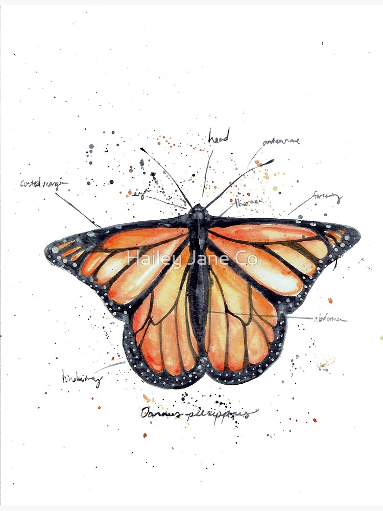"Monarch Butterfly Anatomically Labeled" Photographic Print by ...