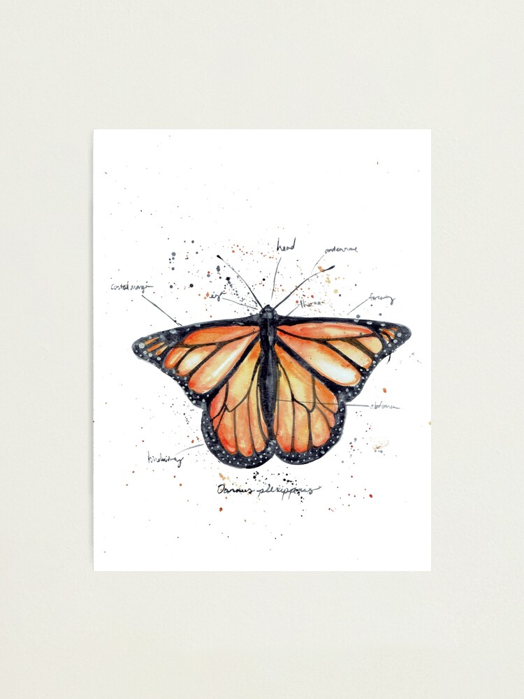 "Monarch Butterfly Anatomically Labeled" Photographic Print by ...