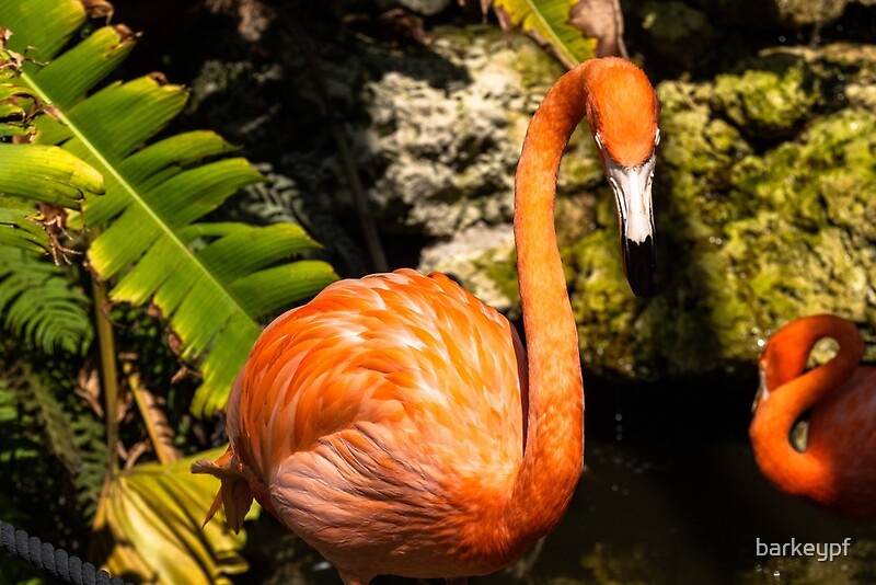"Flamingo Fire" by barkeypf | Redbubble