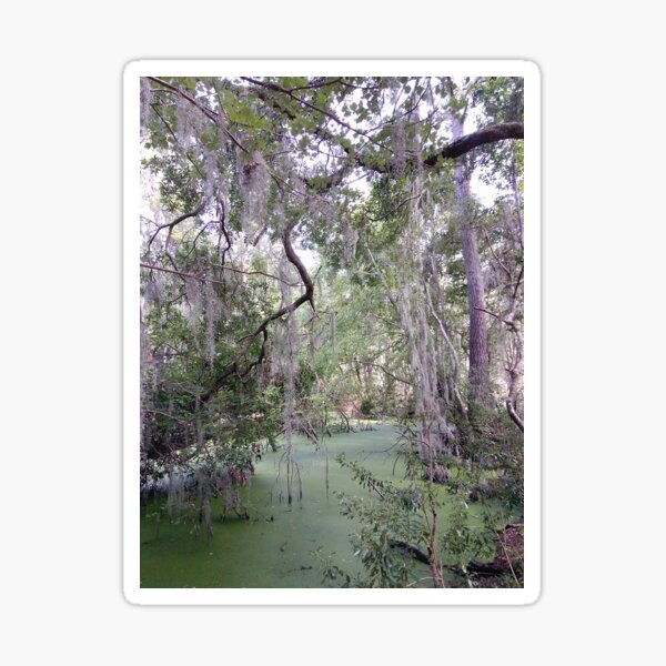 "Oatland Island Nature Center Swamp" Sticker for Sale by AnneBlack ...