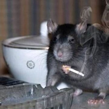 "cursed rat" Sticker for Sale by LaurenSwiffin | Redbubble