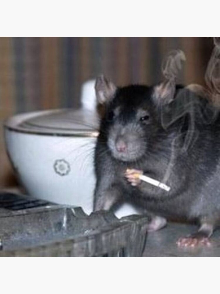 "cursed rat" Sticker for Sale by LaurenSwiffin | Redbubble