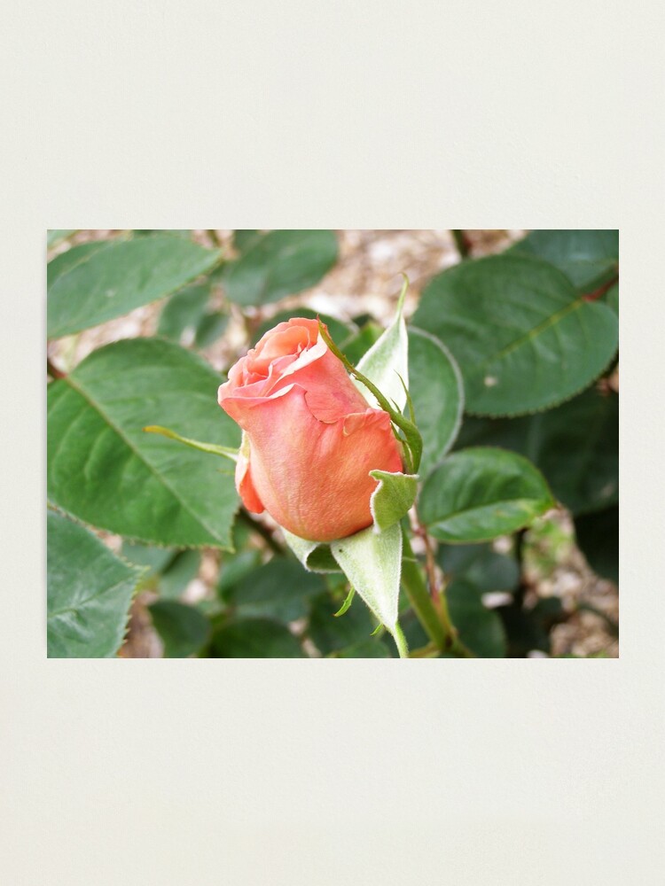 Lámina fotográfica «Primer capullo en la rosa de los "mejores deseos ...