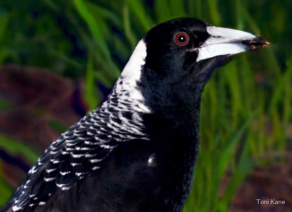 "AUSTRALIAN MAGPIE - A Very Trusting Young, Wild Magpie...So close, so ...