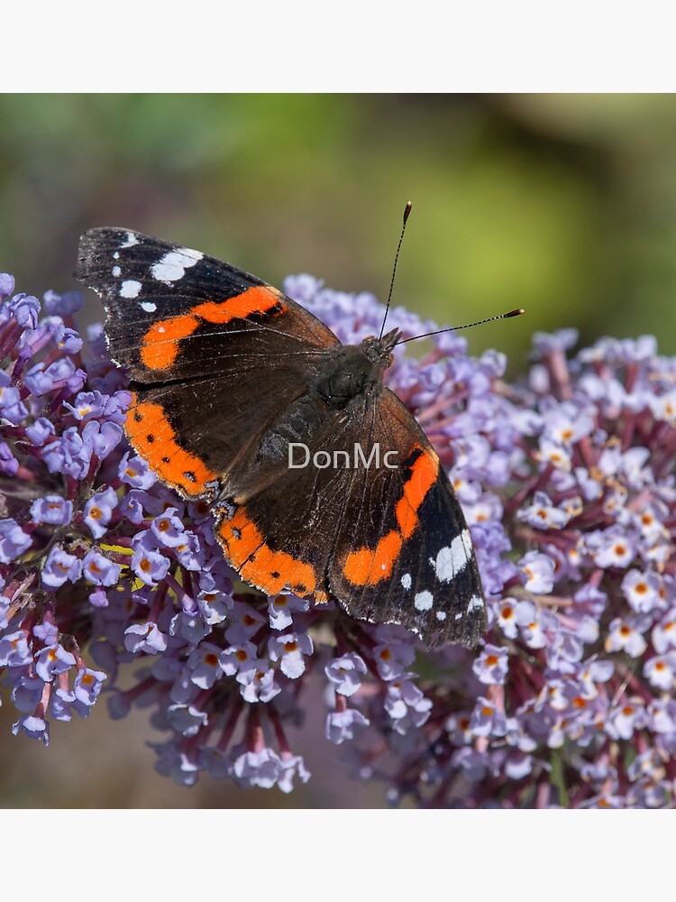 "Red Admiral on Buddleia" Sticker for Sale by DonMc | Redbubble