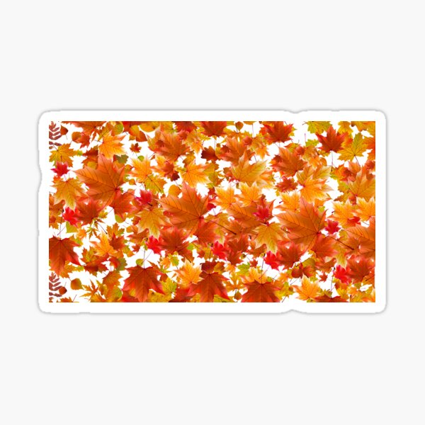 "Dry autumn leaves of the autumn season of a maple" Sticker for Sale by ...