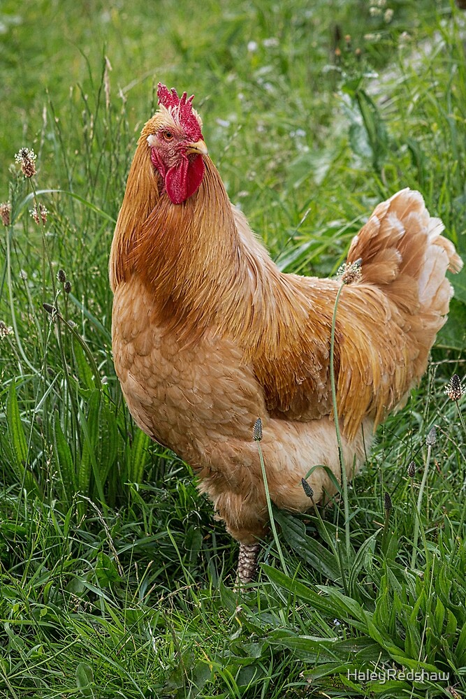 "Colourful hen in the grass" by HaleyRedshaw | Redbubble