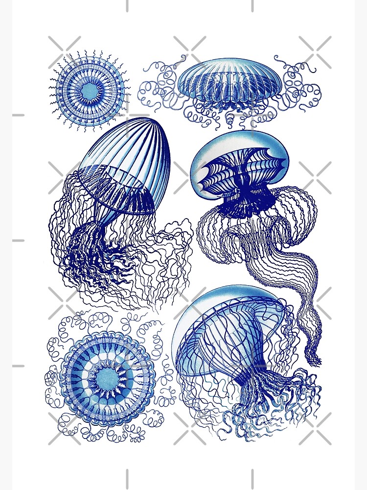 "Ernst Haeckel Jellyfish Leptomedusae Vivid" Poster for Sale by Aimee ...