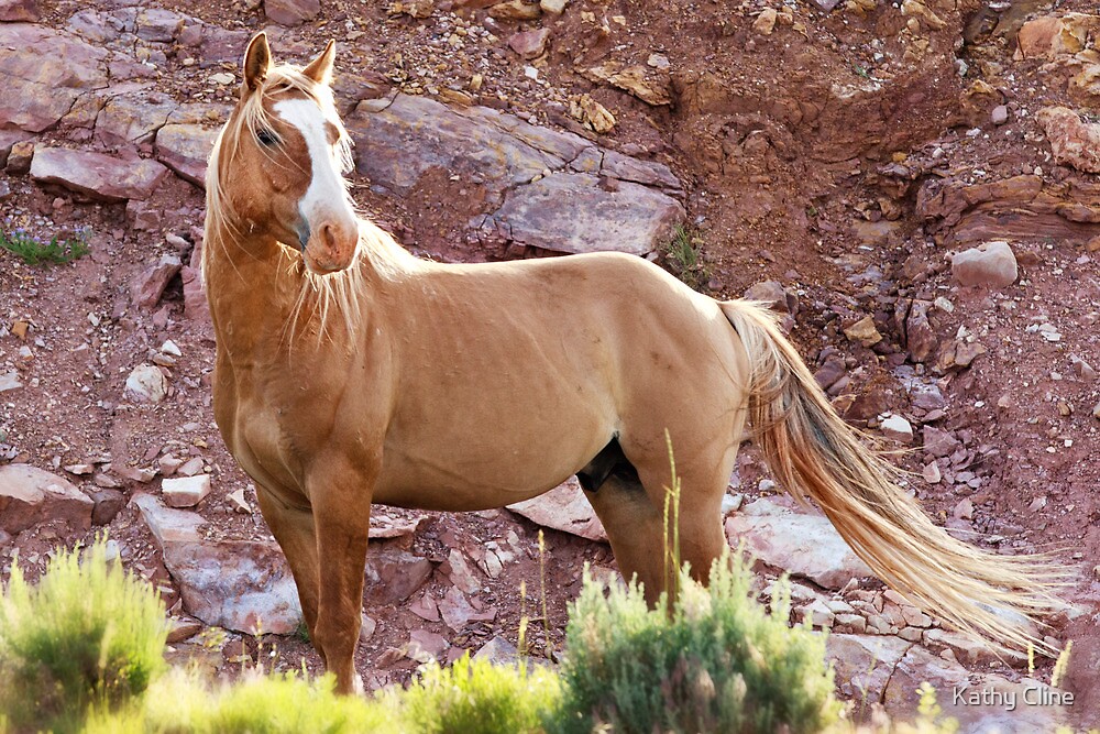 "Wild Mustang Stallion" by Kathy Cline | Redbubble