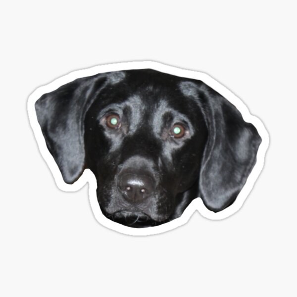 "Mabel the Babel" Sticker by haleyrudofker | Redbubble