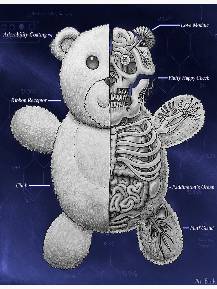 "Teddy Bear Anatomy" Poster by Delta5Qmp | Redbubble