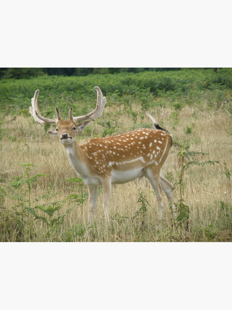 "Funny Face Fallow Deer Stag Photoghraph" Sticker for Sale by ...