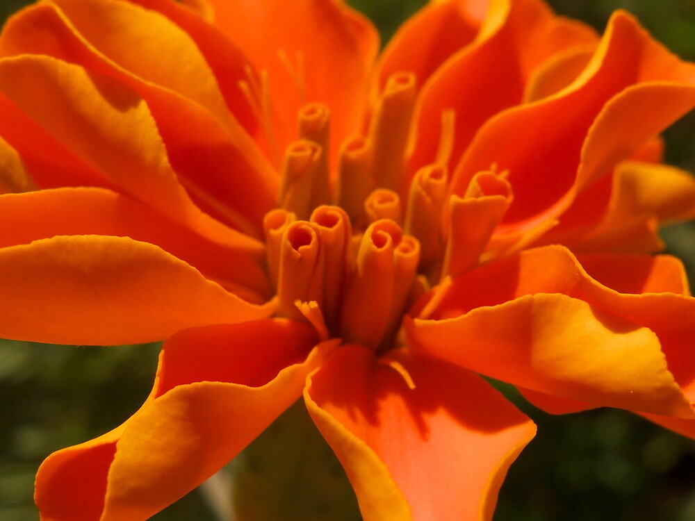 "Strange orange flower" by Chris Saunders | Redbubble