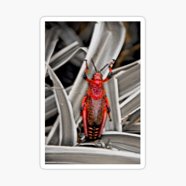 "Hopper in Red" Sticker for Sale by CrismanArt | Redbubble