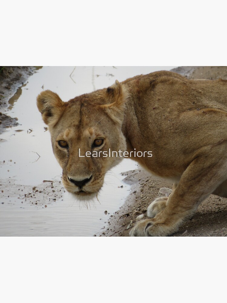 "Female Lion " Sticker for Sale by LearsInteriors | Redbubble