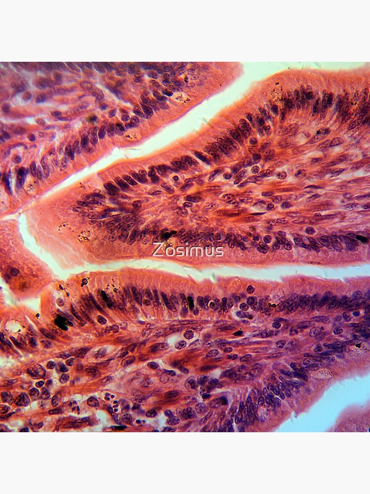 "Intestine Cells under the Microscope" Throw Pillow by Zosimus | Redbubble
