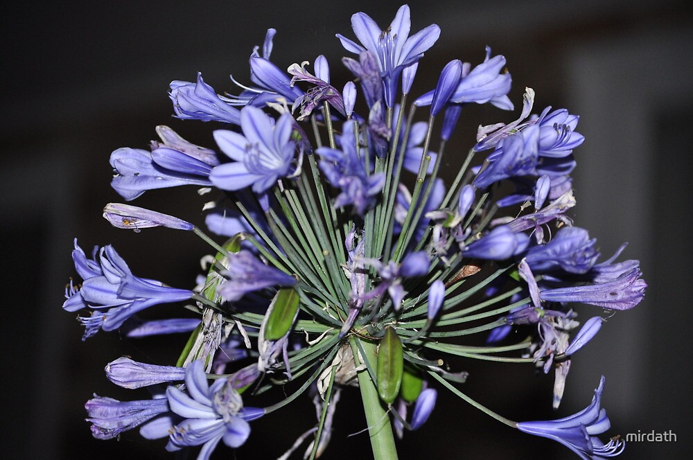 "Agapanthus flowers" by mirdath | Redbubble