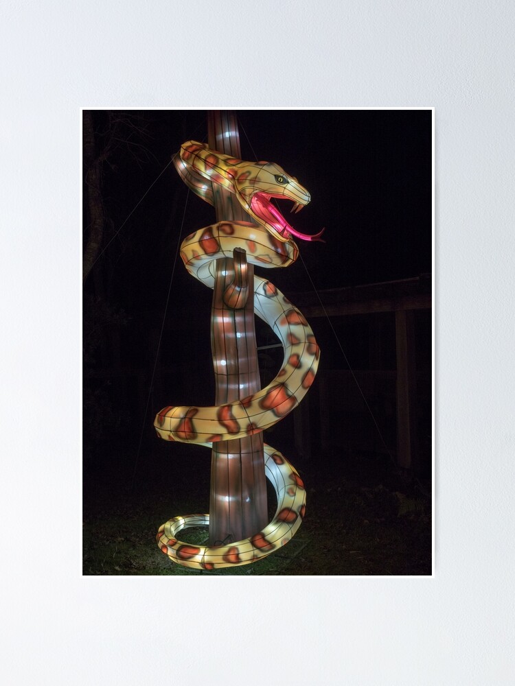 "Boa Constrictor" Poster by ivoire | Redbubble