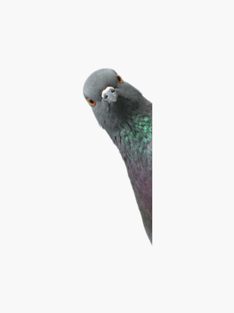 "Peeking Pigeon" Sticker for Sale by Hendo98 | Redbubble