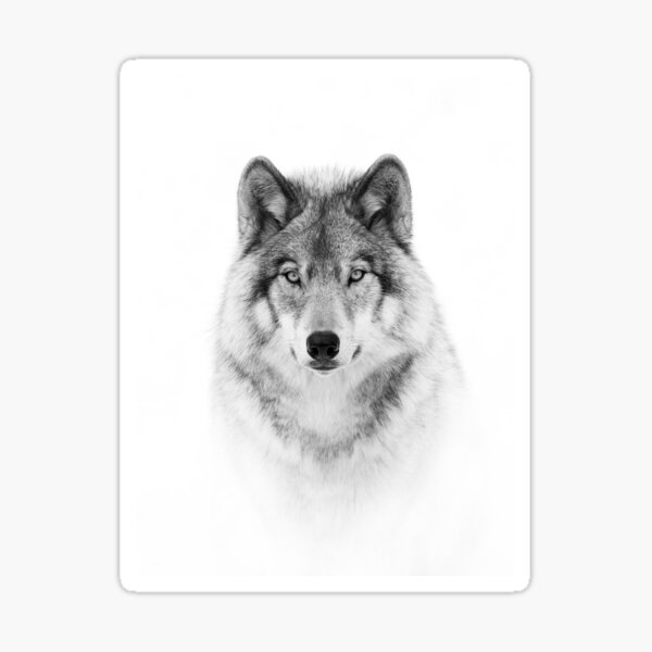 "Portrait of a Timber Wolf" Sticker for Sale by darby8 | Redbubble