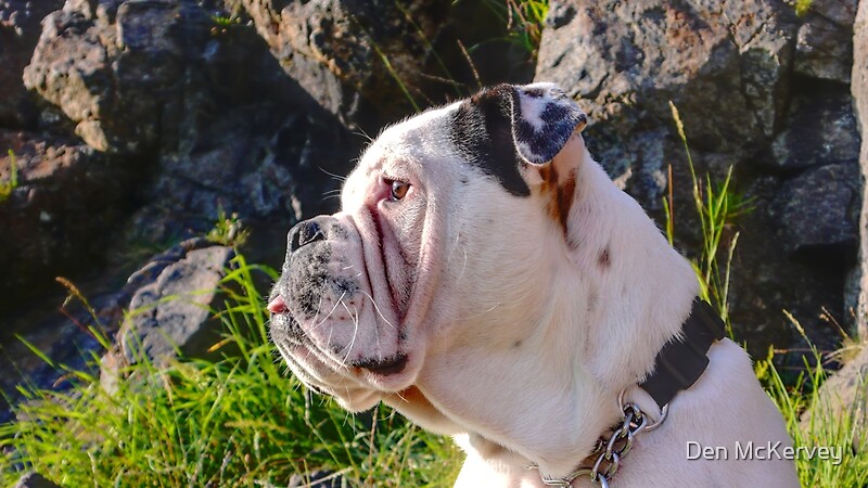 "Clyde (Victorian Bulldog) - Sitting Still for Once!" by Den McKervey ...