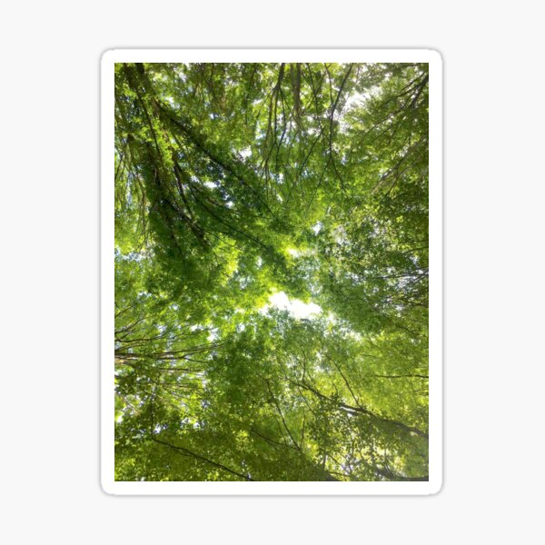 "Forest Canopy" Sticker for Sale by GroovyGreenFire | Redbubble